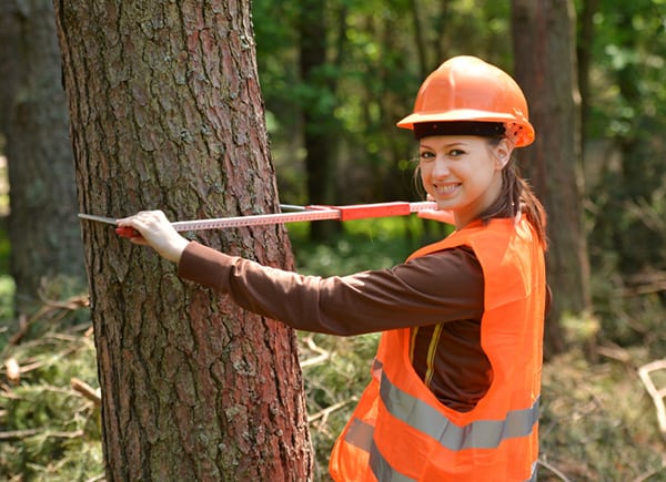 Tree Services, Mississauga, ON | Hudson Tree Services