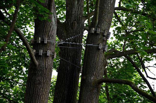 What You Need to Know About Tree Cabling and Bracing | Hudson Tree Services