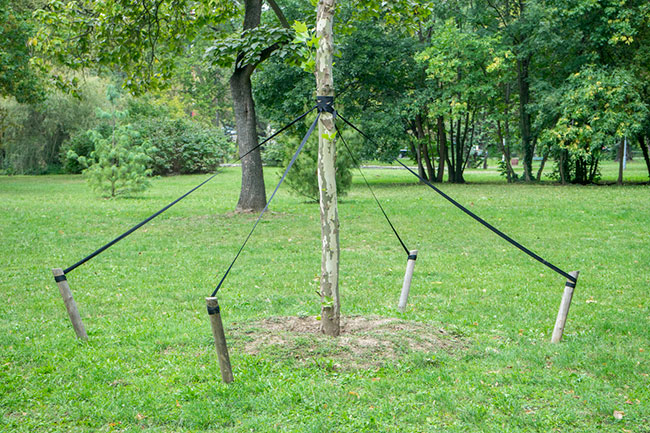 Strong and Supported: The Importance of Tree Cabling and Bracing